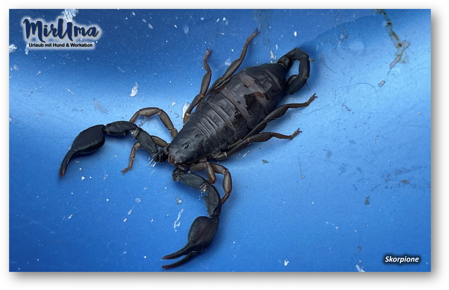 Die wundersame Tierwelt und das ist Spuky – MirUma – Urlaub auf Krk